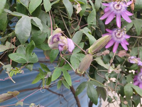 Passiflora Hybrid Assam Eflora Of India