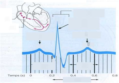 Diagramme De Schéma Ecg Quizlet