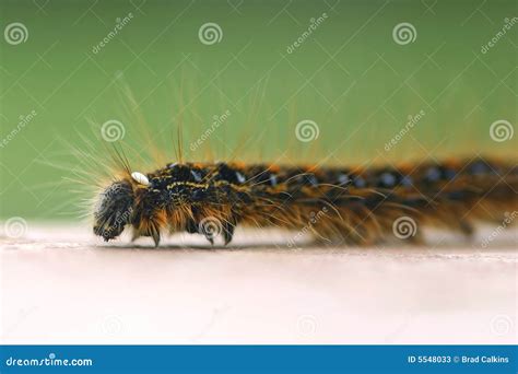 Tent Caterpillar Stock Image Image Of Crawling Nature 5548033