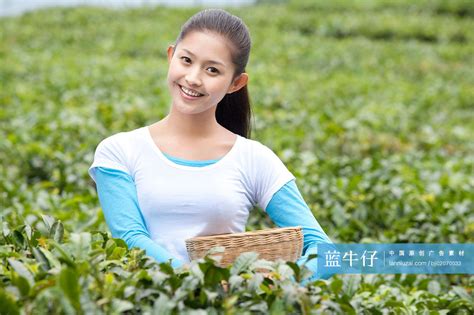 青年女子在茶园采茶 蓝牛仔影像 中国原创广告影像素材