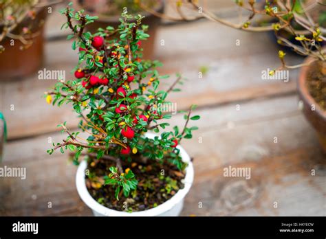 Small Bonsai Tree Stock Photo Alamy