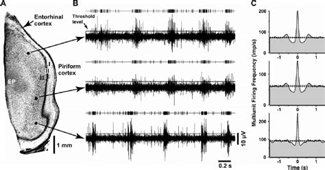 Oscillatory Activity In The Piriform Cortex A Nissl Stained