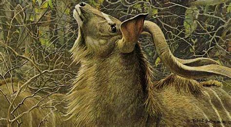 Greater Kudu Bull By Robert Bateman