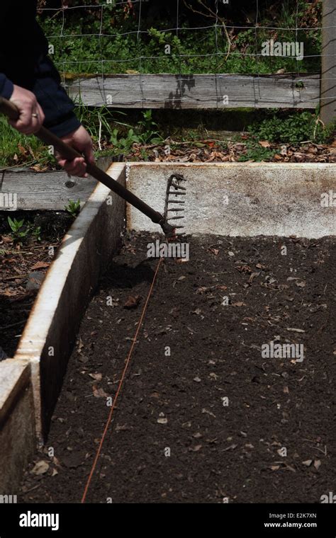 Planting Pregerminated Parsnip Seeds Step 3 Using The Edge Of A Rake Make A V Shaped Drill Stock