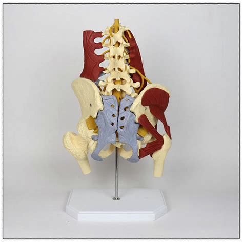Lumbar Spine Bone Model Pelvis Model Pelvic Floor Muscle Anatomy Model Life Size Adult