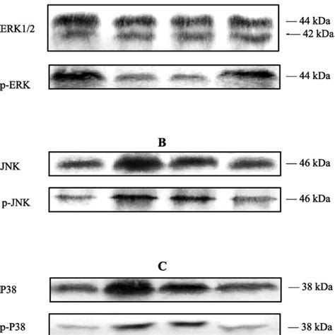 Protein Expressions Of Map Lc3 And Beclin 1 In Oridonin Challenged Hela