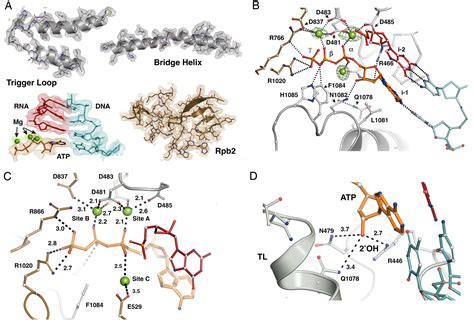 Eukaryotic Rna Polymerase Ii Synthesizes