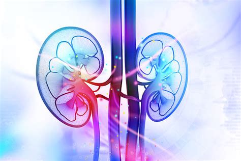 泌尿系統 圖片 圖畫、圖片和照片檔 Istock