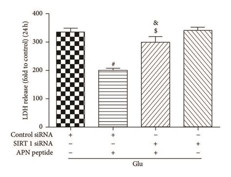 Sirt1 Sirna Inhibited The Expression Of Sirt1 And Pgc 1α And Restrained