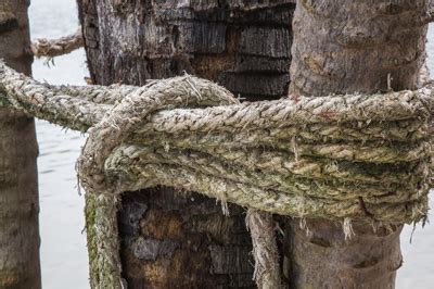 Tree Cabling Bracing Cape Coral Tree Trimming