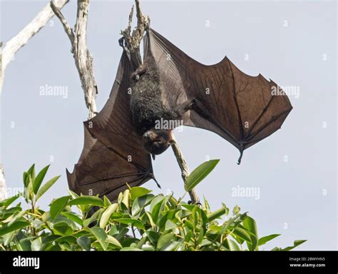 Australian Flying Fox Wingspan