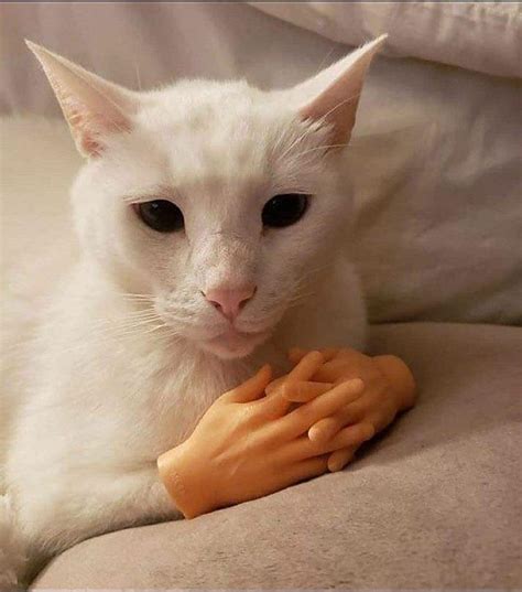 Cat Hands Meme