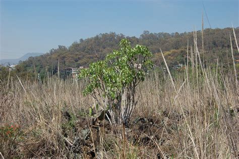 Paisaje de la REPSA terminando la época seca Actualmente en el paisaje