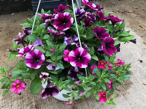 Brandy Newlin Newlinbrandy Twitter