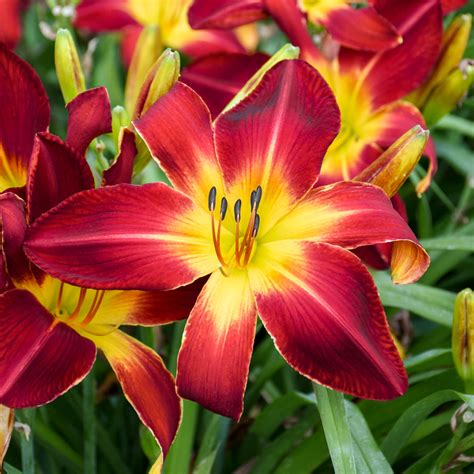 Hemerocallis Daylily Ruby Spider For Sale Shop Stuart S Stuart S