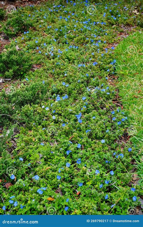 Blue Flower Evolvulus Glomeratus Evolvulus Nuttallianus Morning Glory