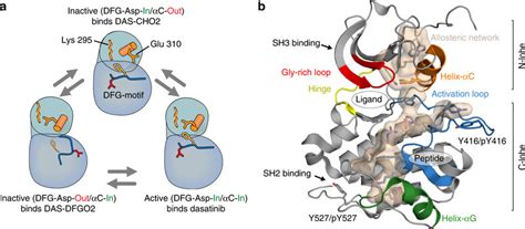 Src Can Adopt Distinct Conformations And Integrates Diverse Inputs That