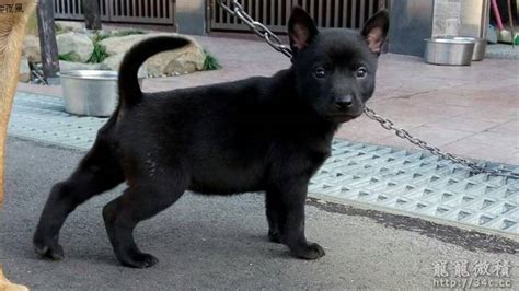 超優質漂亮的台灣犬交流 賣台灣土狗 寵寵微積 寵物買賣 寵物論壇
