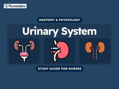 urination process