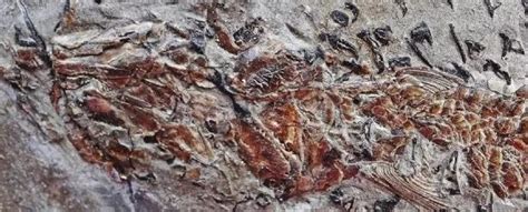 200 Million Year Old Fossil Shows Squid Ancestor Attacking Prey Most