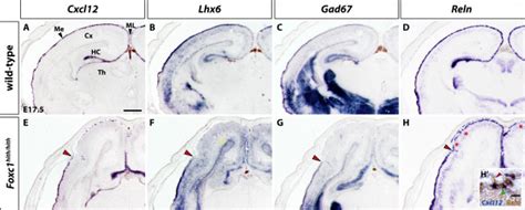 Distribution Of Tangentially Migrating Cells Analyzed By Rna In Situ Download Scientific