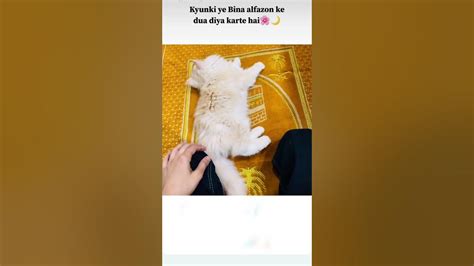Cat Praying 🤲 Viralvideo Catshorts Cat Ramdan Shortsvideo New Instagram Youtube