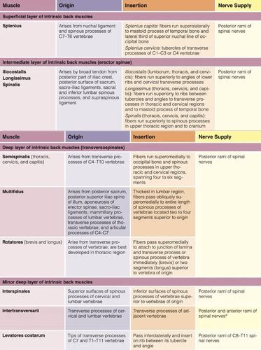W1 Vertebral Column Of The Back Mm Ilab Flashcards Quizlet