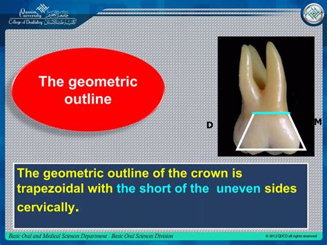 Maxillary First Molar Pptx