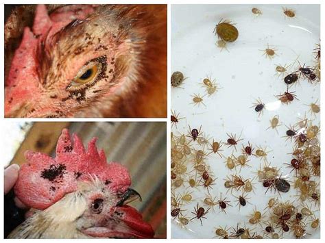 White Bugs In Chicken Feed At Ebony Heritage Blog