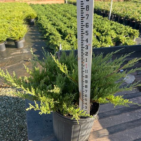Juniperus Horizontalis Plumosa Compacta Andorra Juniper From Chatham Tree Farm