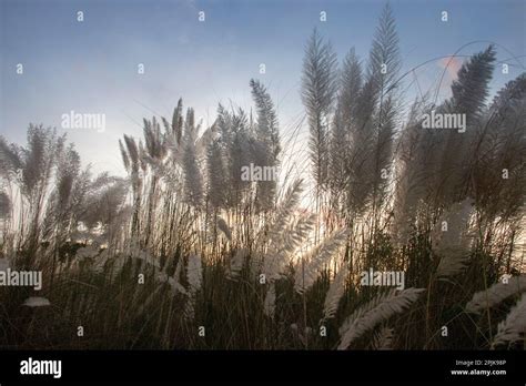 Beautiful White Kans Grass Kash Phool In Bengali Language Blue Sky