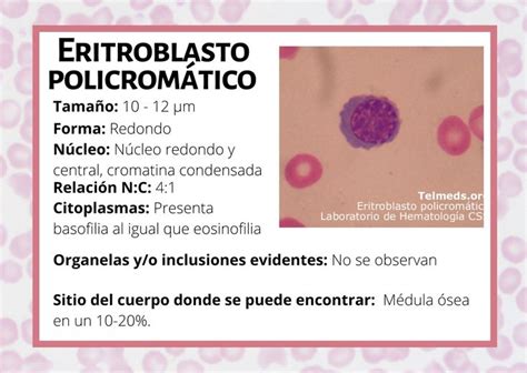 Eritroblasto Policromático En 2024 Hematología Celulas Sanguineas
