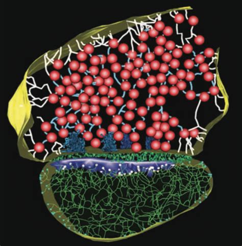 神经科学基础 神经突触 知乎