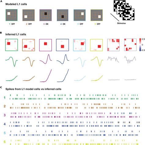 Stnmf Analysis Of A Simulated V1 Simple Cell A Left Modeled L1 Download Scientific Diagram