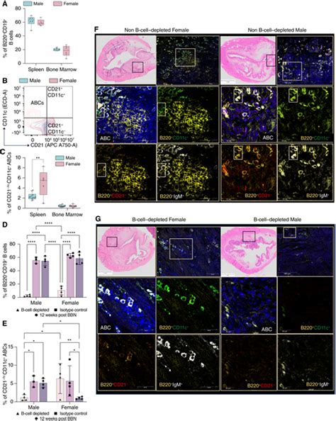 Atypical B Cells Promote Cancer Progression And Poor Response To