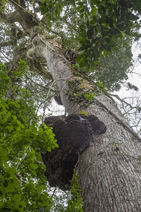 Termite Nest On A Tree Stock Image C0580948 Science Photo Library