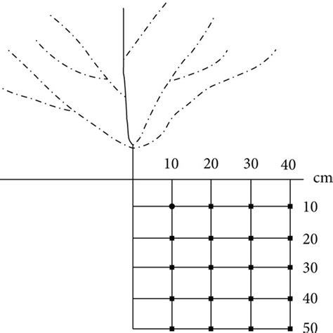 Schematic Diagram Of Soil Sampling Download Scientific Diagram