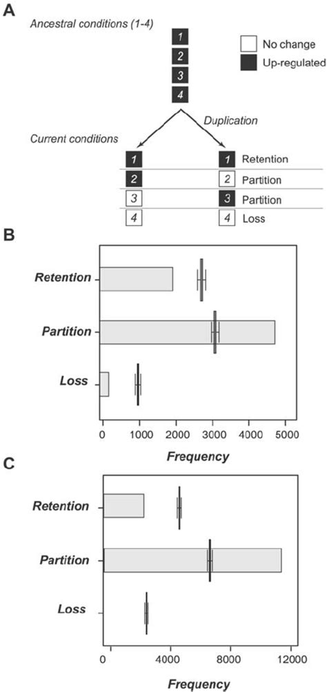 Stress Response Evolution Of Duplicate Pairs A An Ancestor Duplicate