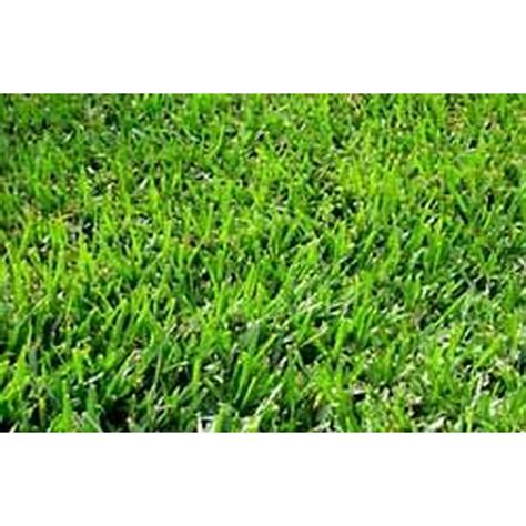 Bermuda Grass Seed Common Raw Unhulled 10 Lbs