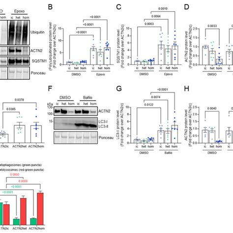 Disease Modeling In 30 Day Old 2d Cultured Hipsc Cms A