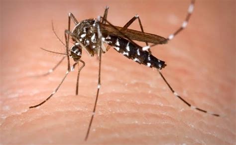 Michoacán Reporta 134 Nuevos Casos De Dengue Suman Mil 143 Notigram