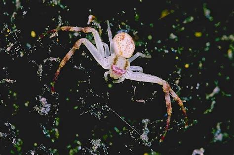 Mecaphesa Spider Mecaphesa Bugguide Net