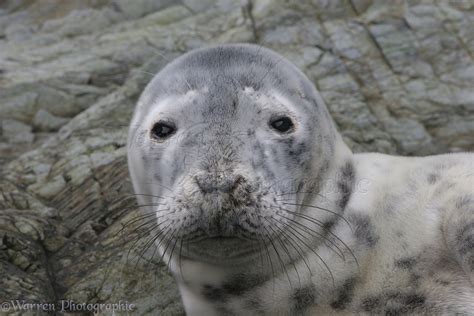 Grey Seal Pup Photo Wp08837