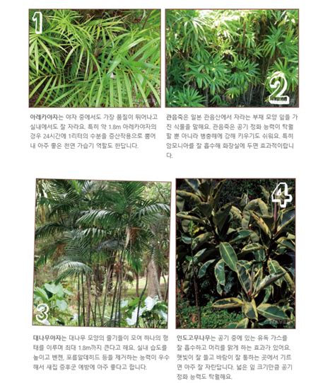 실내 공기정화식물 대신 아파트새집증후군 잡기 네이버 블로그