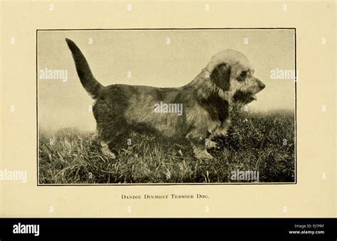 Comprehensive Guide On Dog Health Medical Care And Treatment For