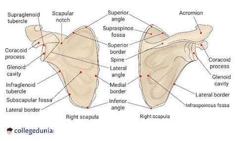 Scapula Labeled