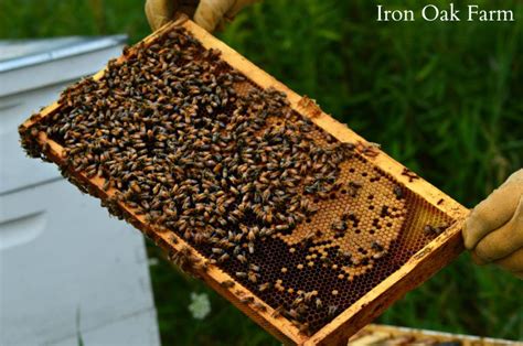Split Hive Success Keeping Backyard Bees