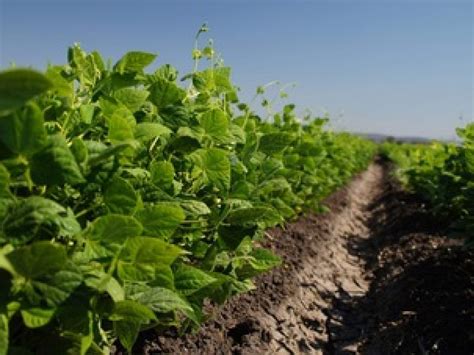 La Agricultura De Conservación Es Sustentable Y Se Investiga En México