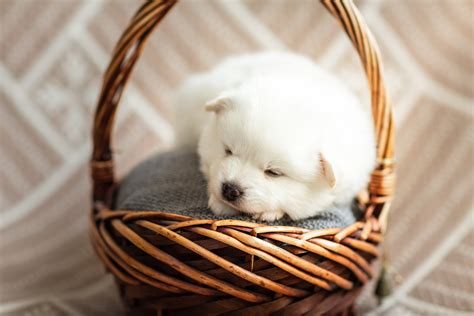 Cute Adorable Fluffy Puppies