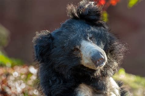 Sloth Bear